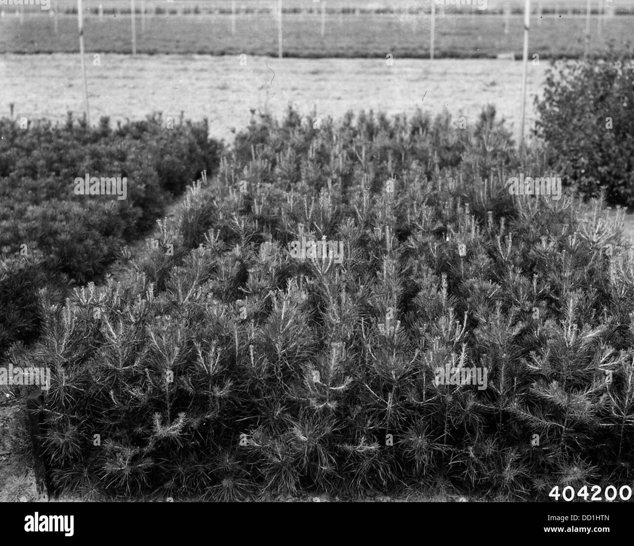 Arboretum collection Black and White Stock Photos & Images - Alamy