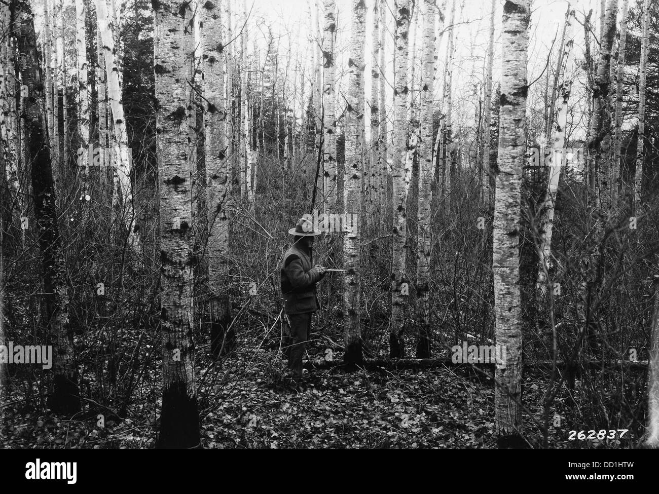 An Aspen pole stand, 50 years old, exhibits the growth and ...