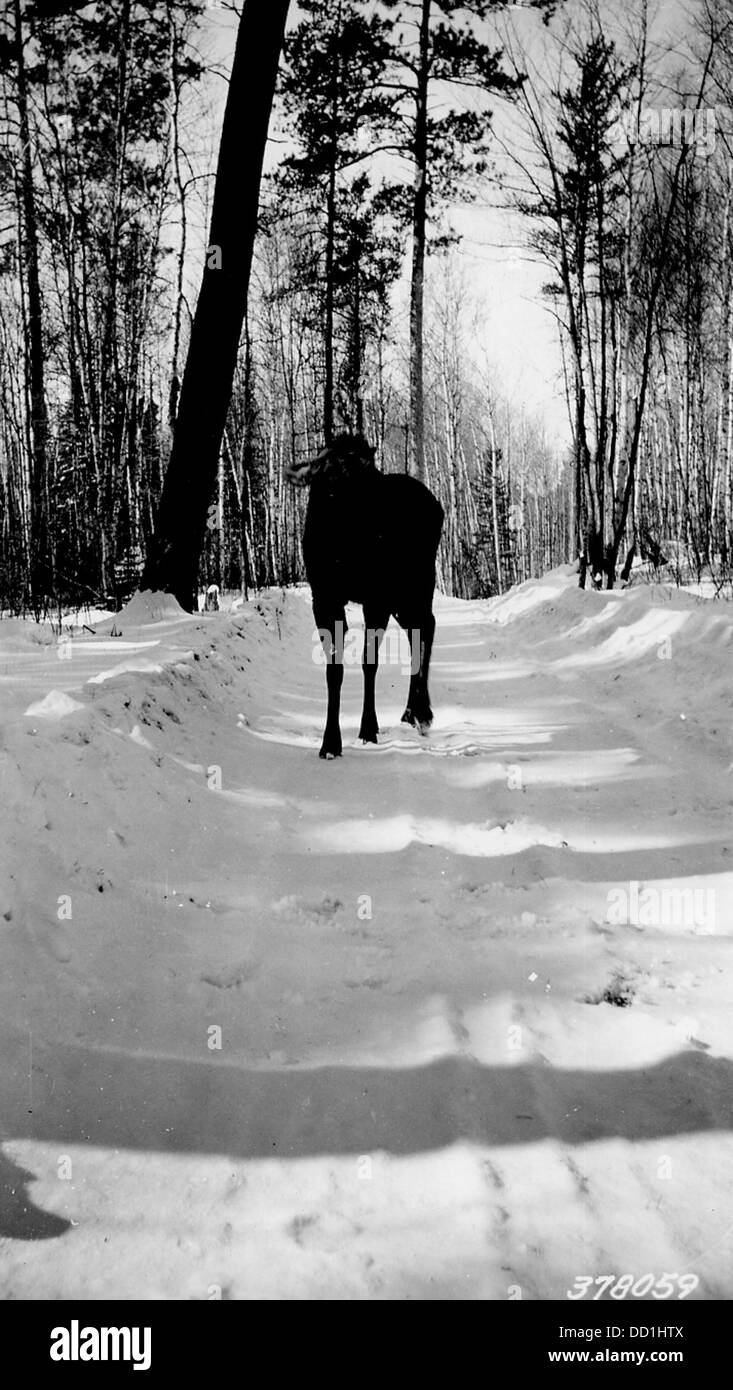 A moose displaying aggressive behavior in a natural environment ...