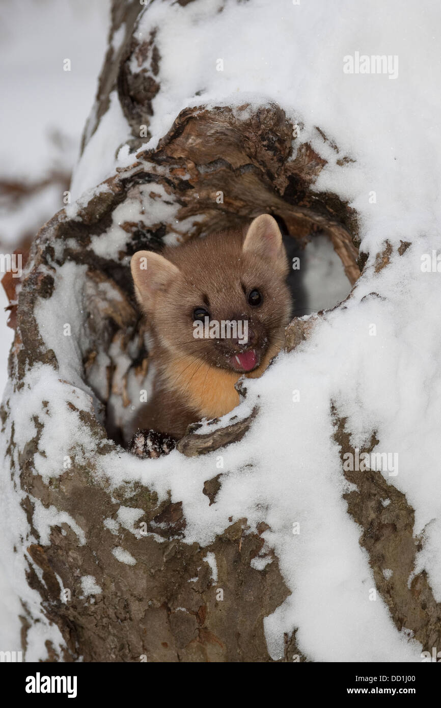 European pine marten, winter, snow, Baummarder, Baum-Marder, Edelmarder ...