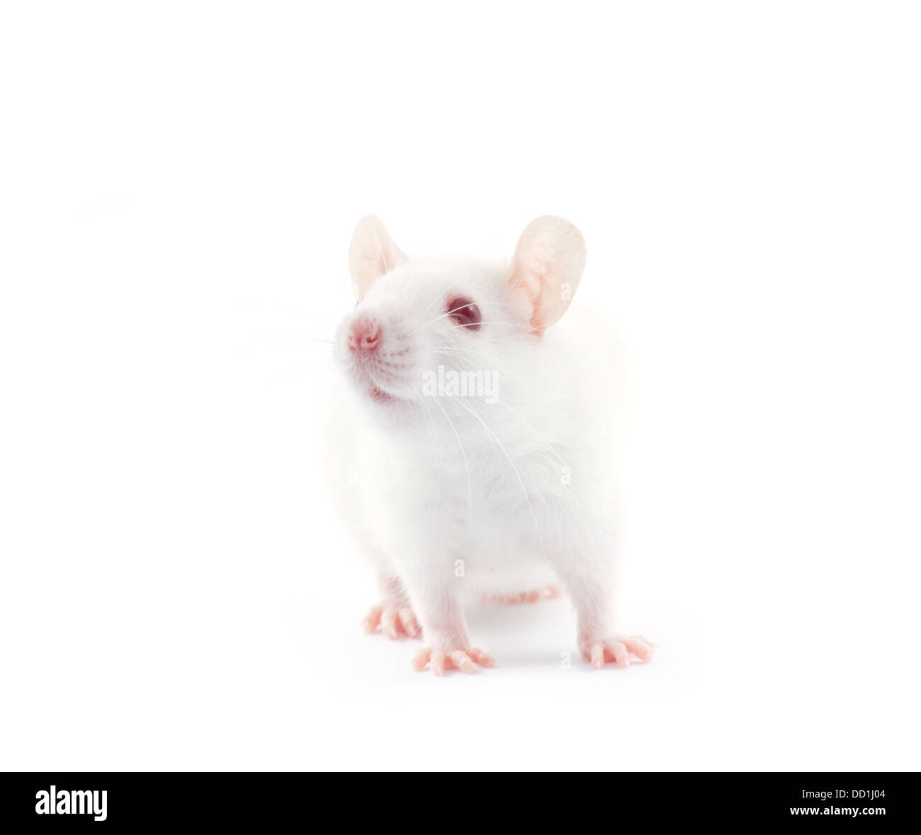 Albino rat hi-res stock photography and images - Alamy