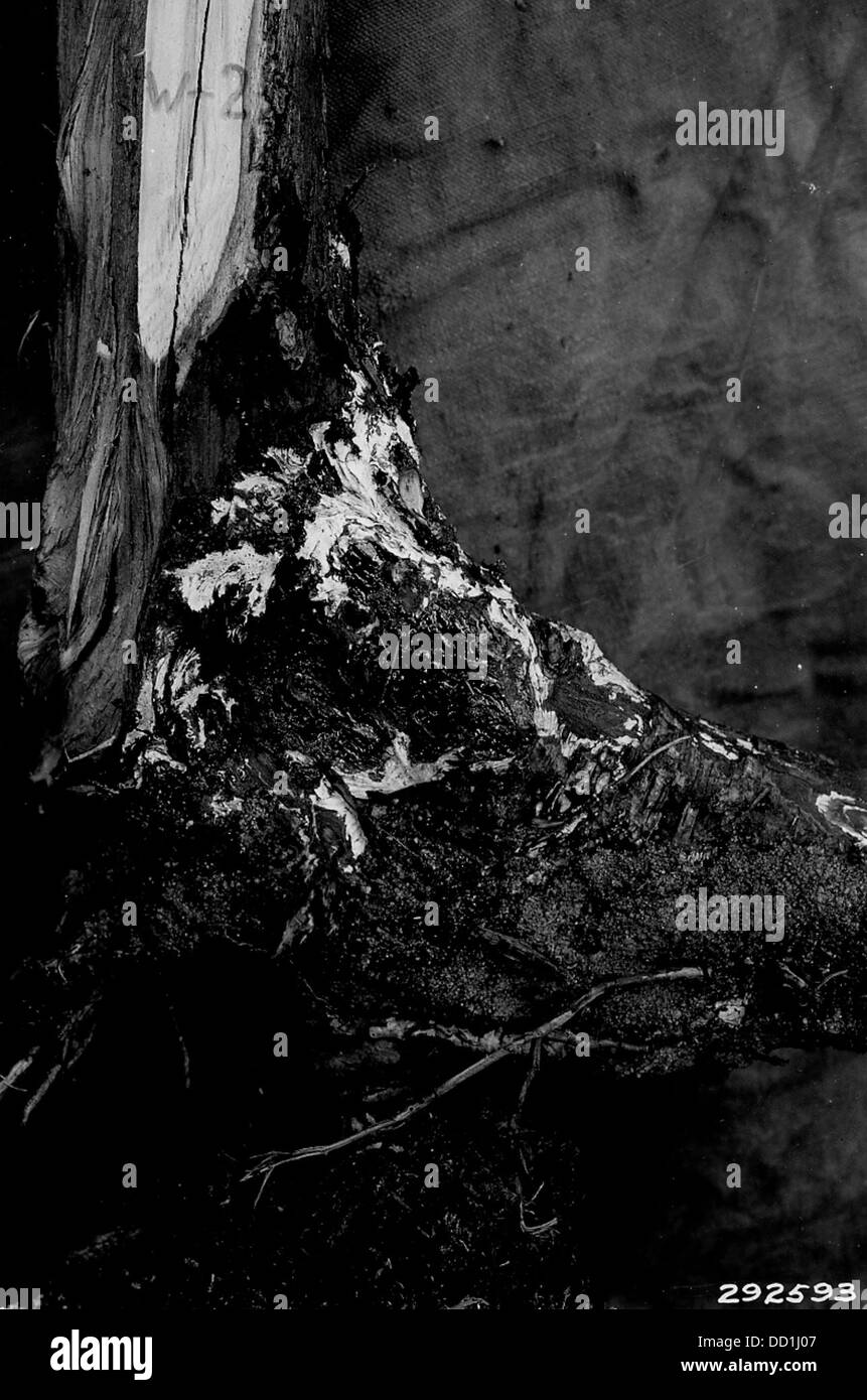 White rot root disease Black and White Stock Photos & Images - Alamy