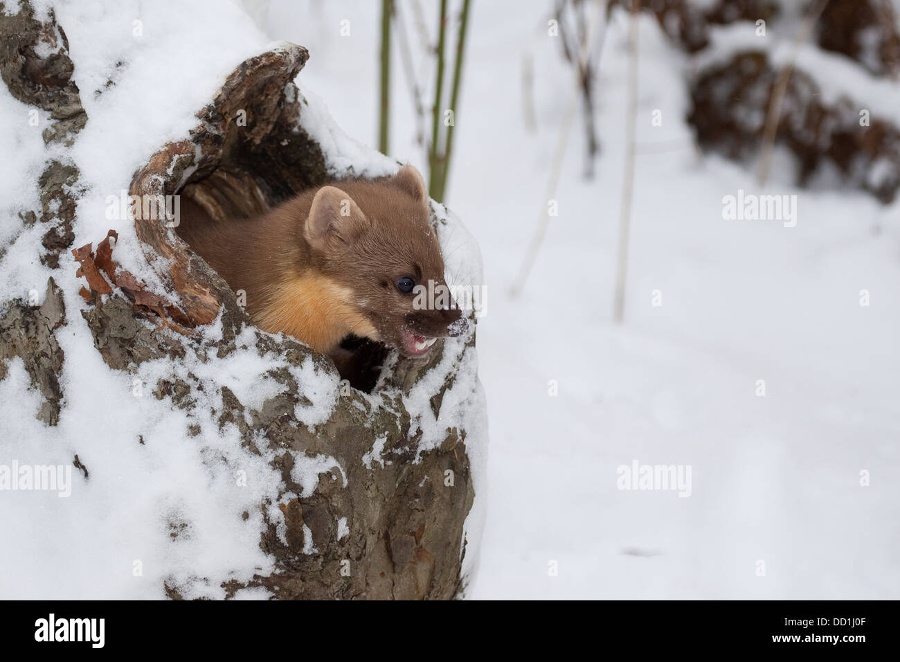 European pine marten, winter, snow, Baummarder, Baum-Marder, Edelmarder ...