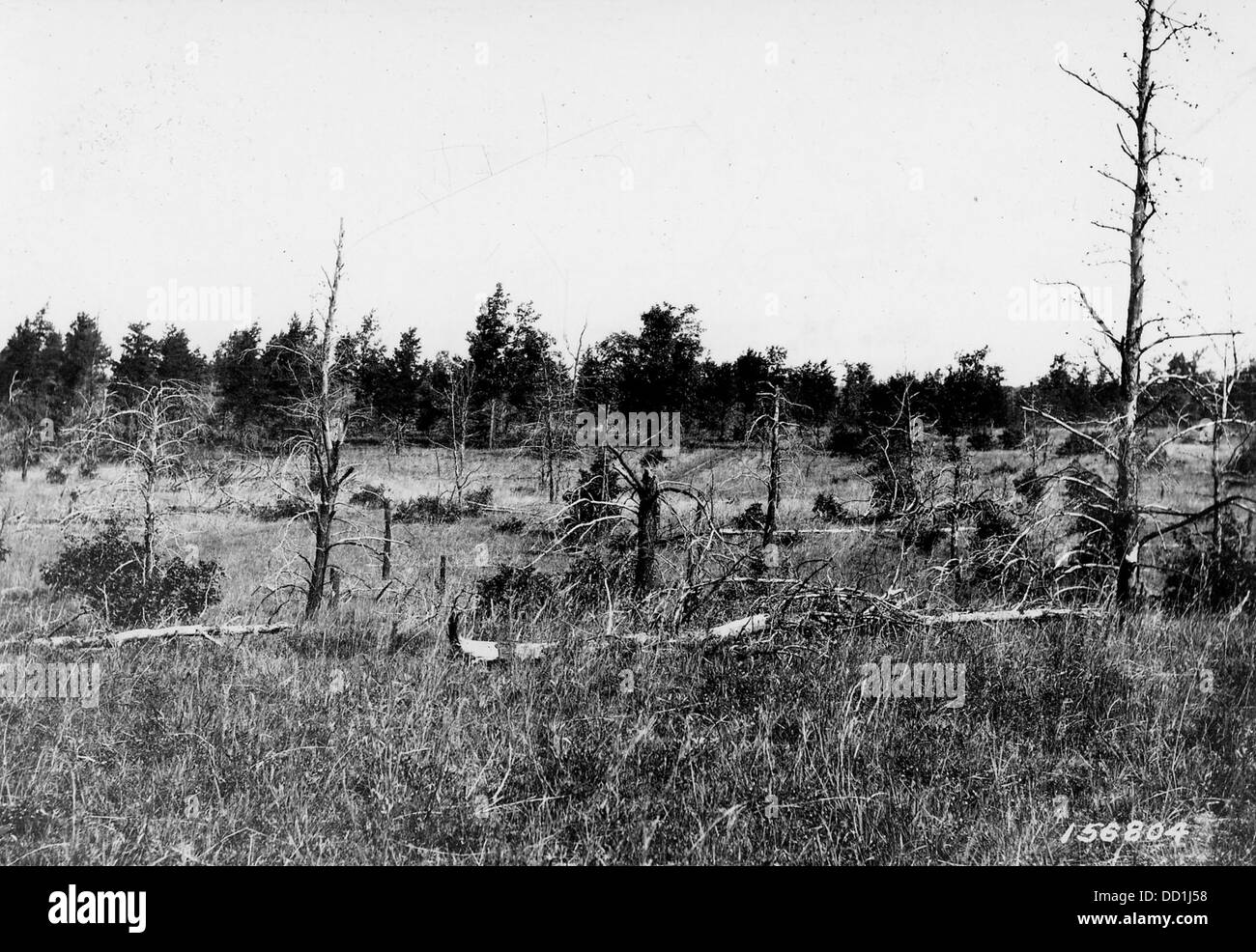 Reforestation after fires Black and White Stock Photos & Images - Alamy