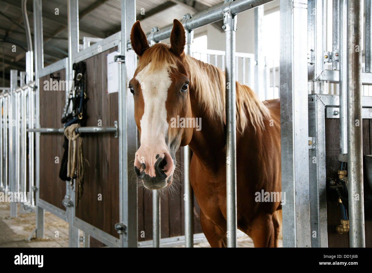 horse in stable Stock Photo - Alamy
