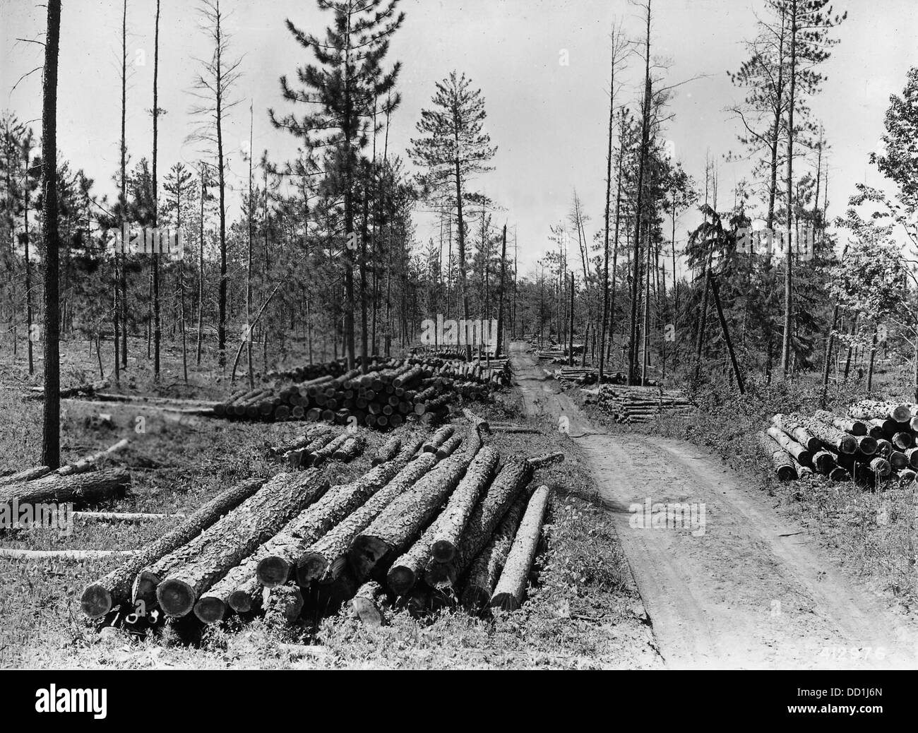 A photograph of a landscape post-logging, showing the impact of timber ...