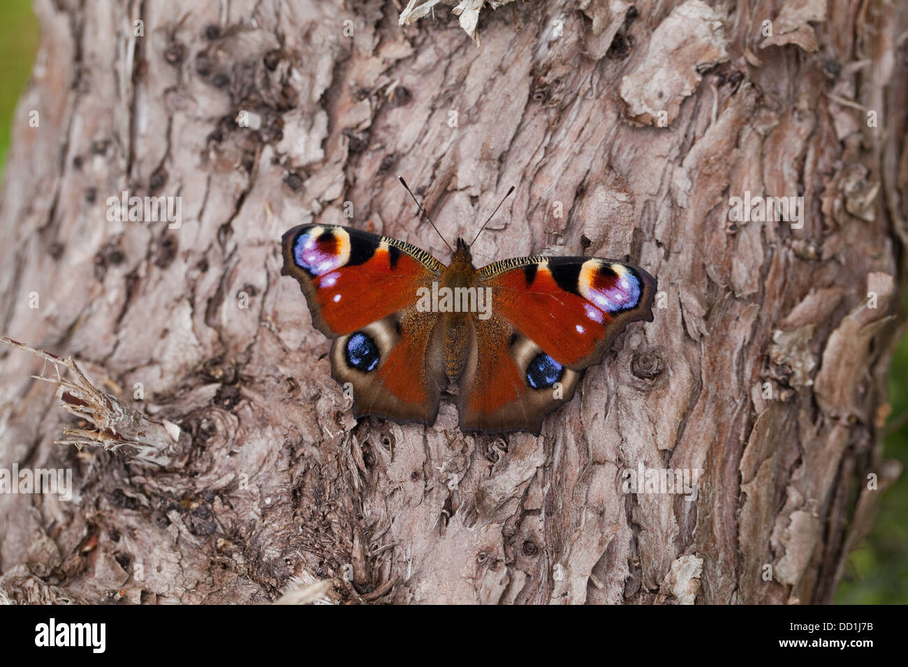 Peacock Butterfly (Inachis io). Recently emerged from pupae stage ...