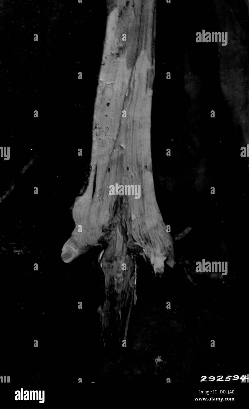 This photograph shows the effects of Armillaria root rot on young jack ...