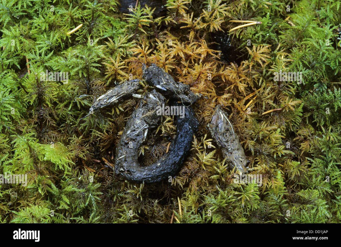 European pine marten, dirt, droppings, excrement, Baummarder, Kot ...