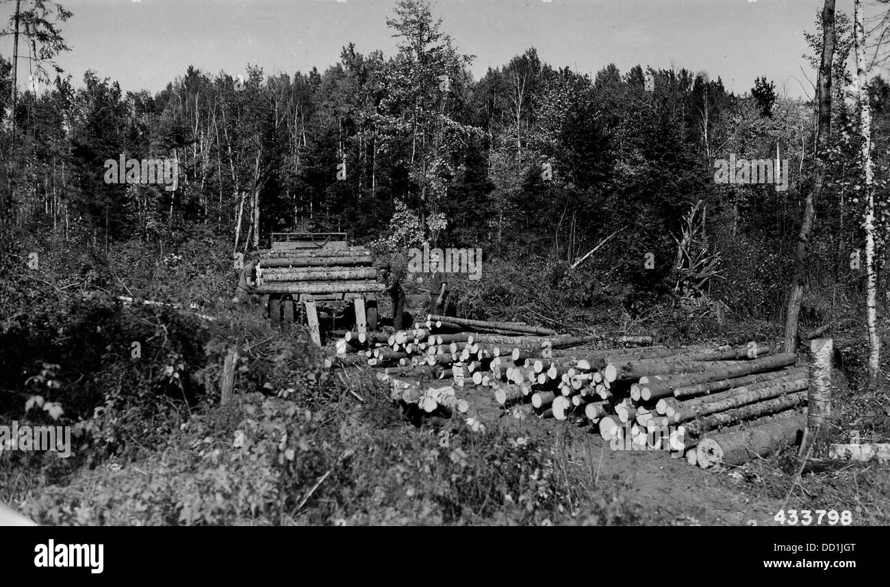 A photograph depicting the process of aspen tree cutting, showcasing an ...