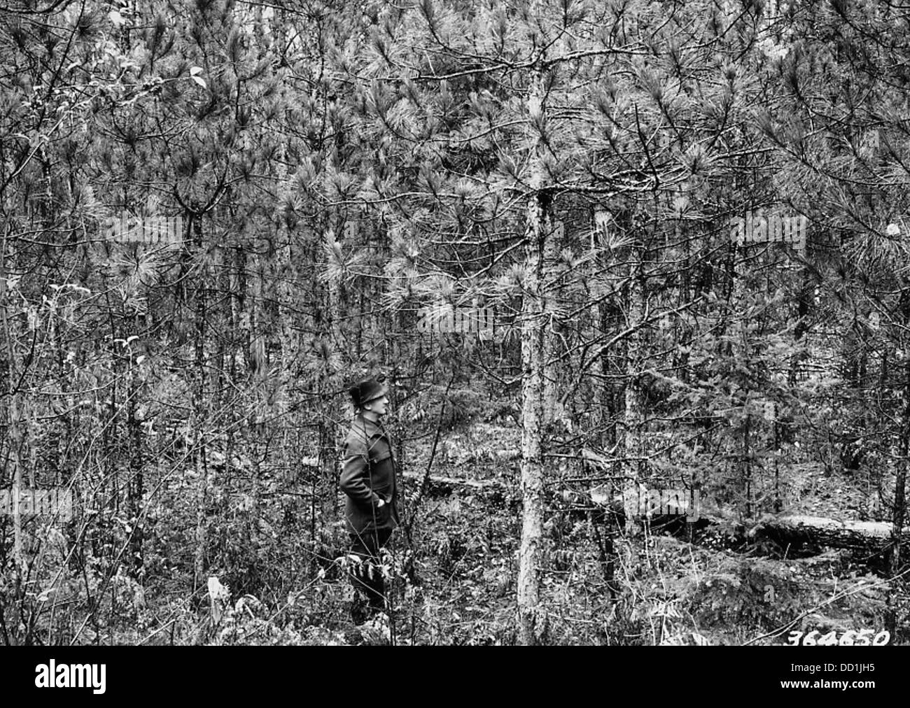 A 30-year-old stand of red pine, representing a mature forest ...
