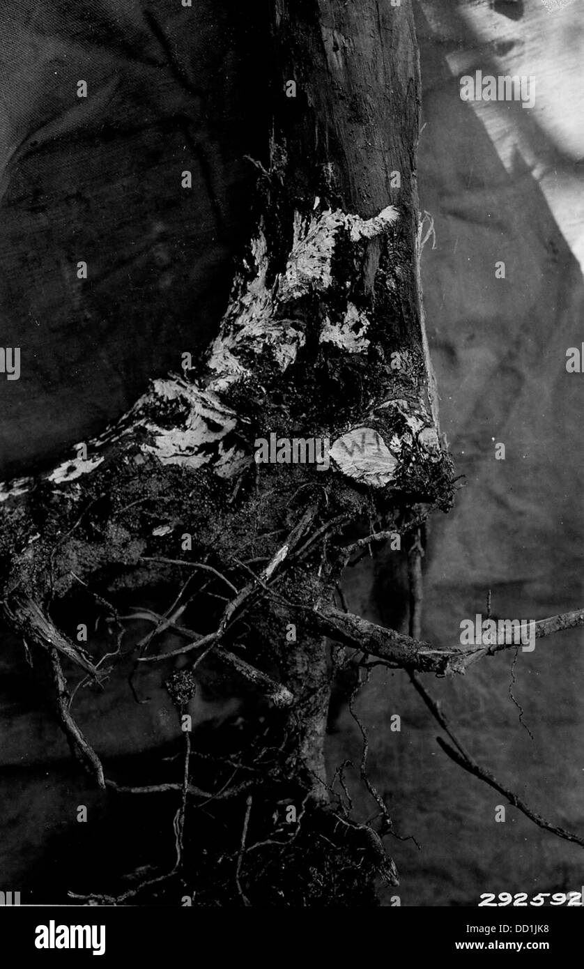 White rot root disease Black and White Stock Photos & Images - Alamy