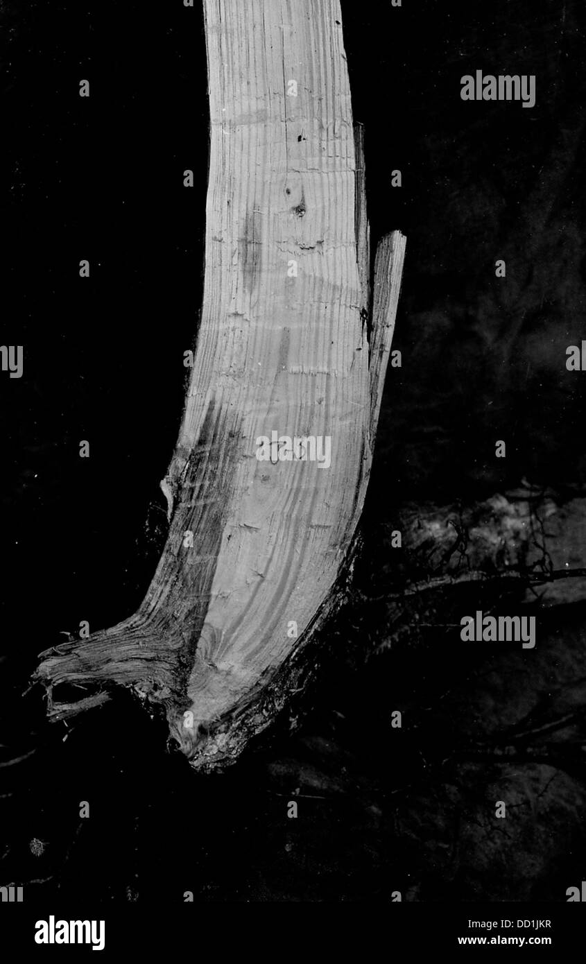 Armillaria Black and White Stock Photos & Images - Alamy