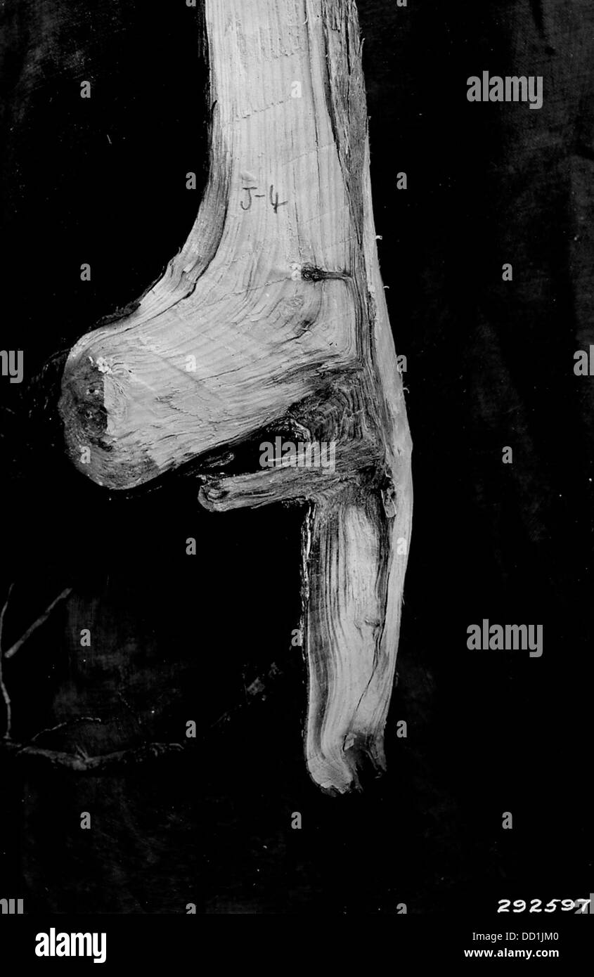 Armillaria root rot, a fungal disease affecting young Jack Pine trees ...