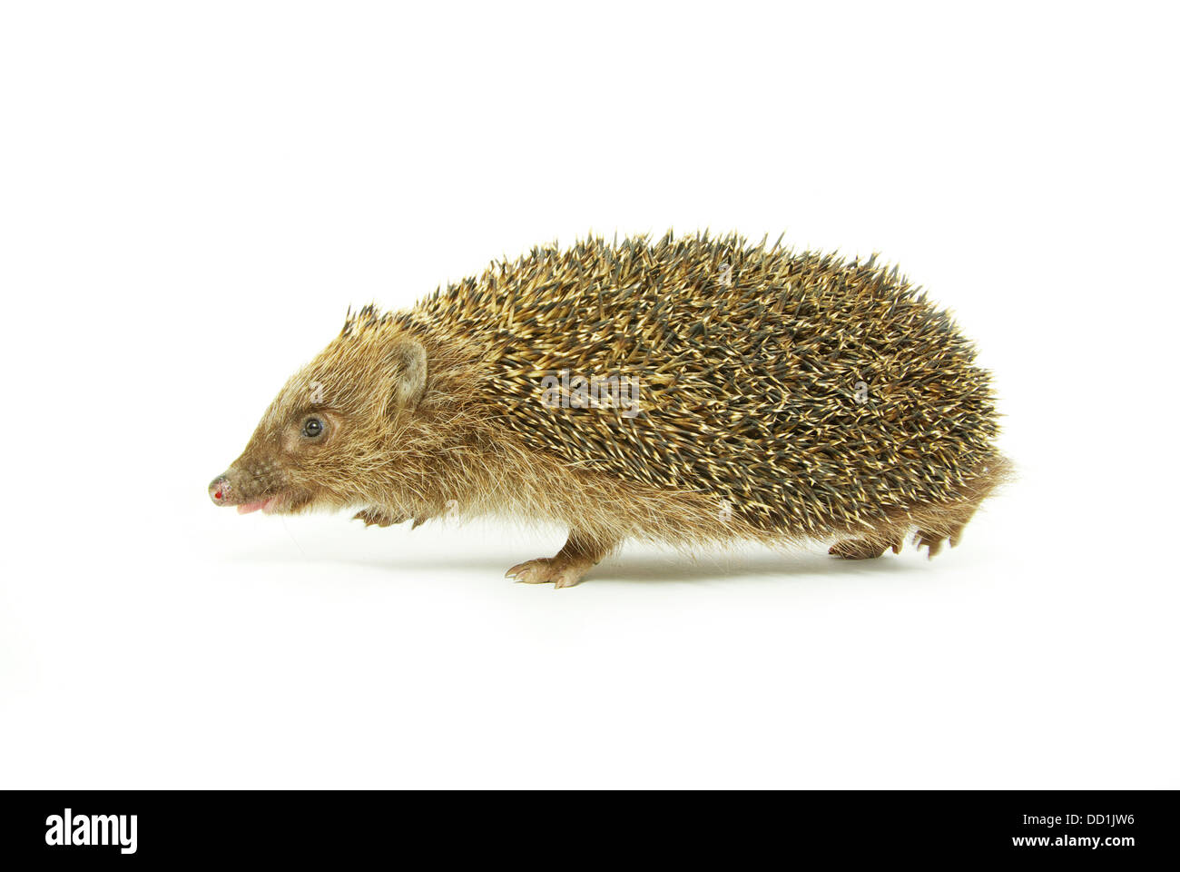 Thorn hedge Cut Out Stock Images & Pictures - Alamy