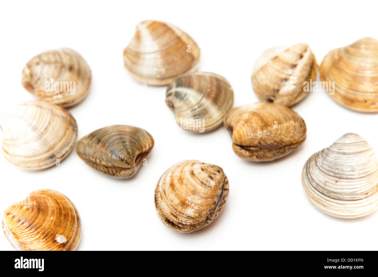 Sea clams on a white background Stock Photo - Alamy