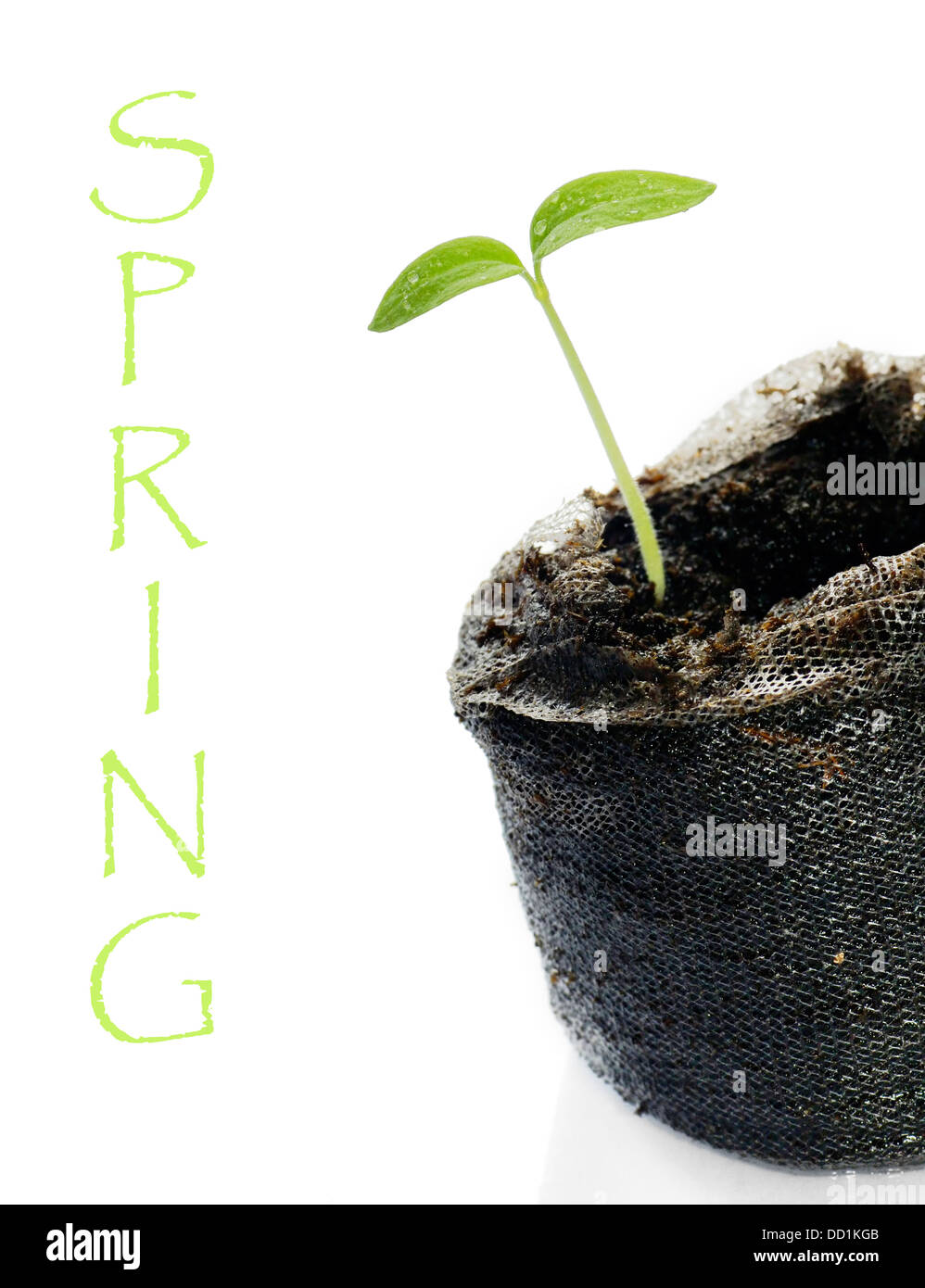 Cute seedling ready to plant Stock Photo - Alamy