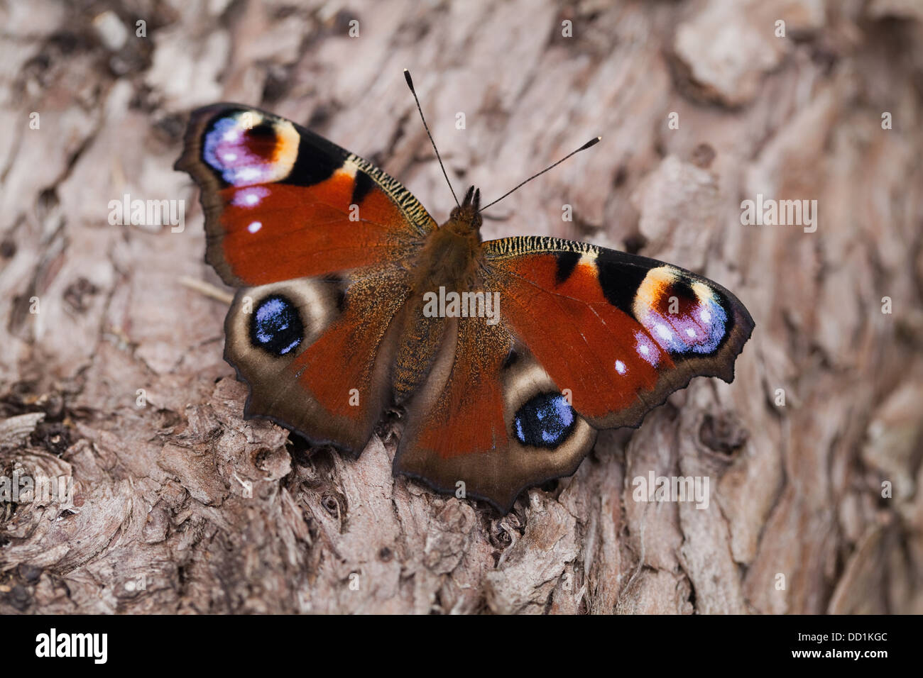 Peacock Butterfly (Inachis io). Recently emerged from pupae stage ...