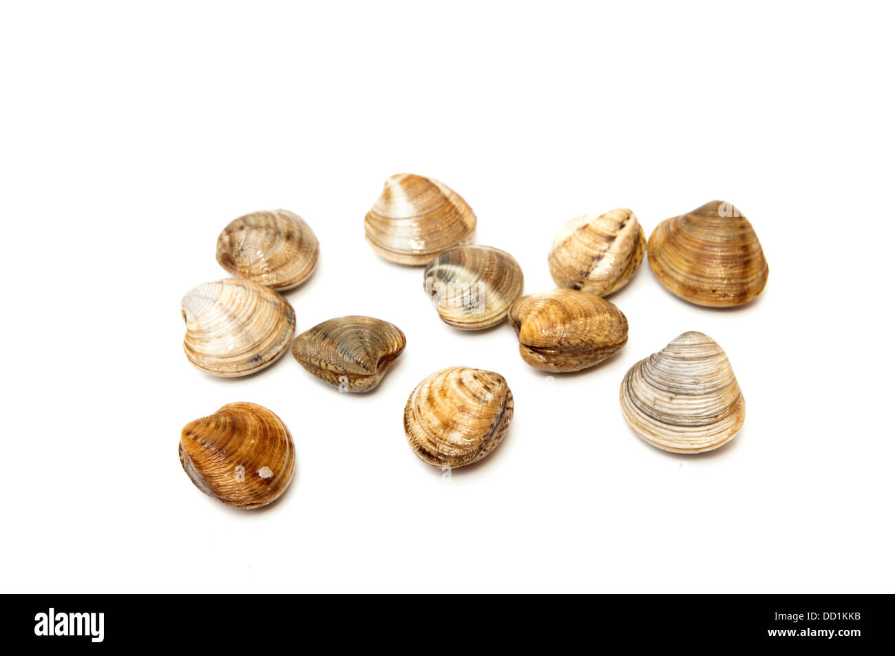 Sea clams on a white background Stock Photo - Alamy