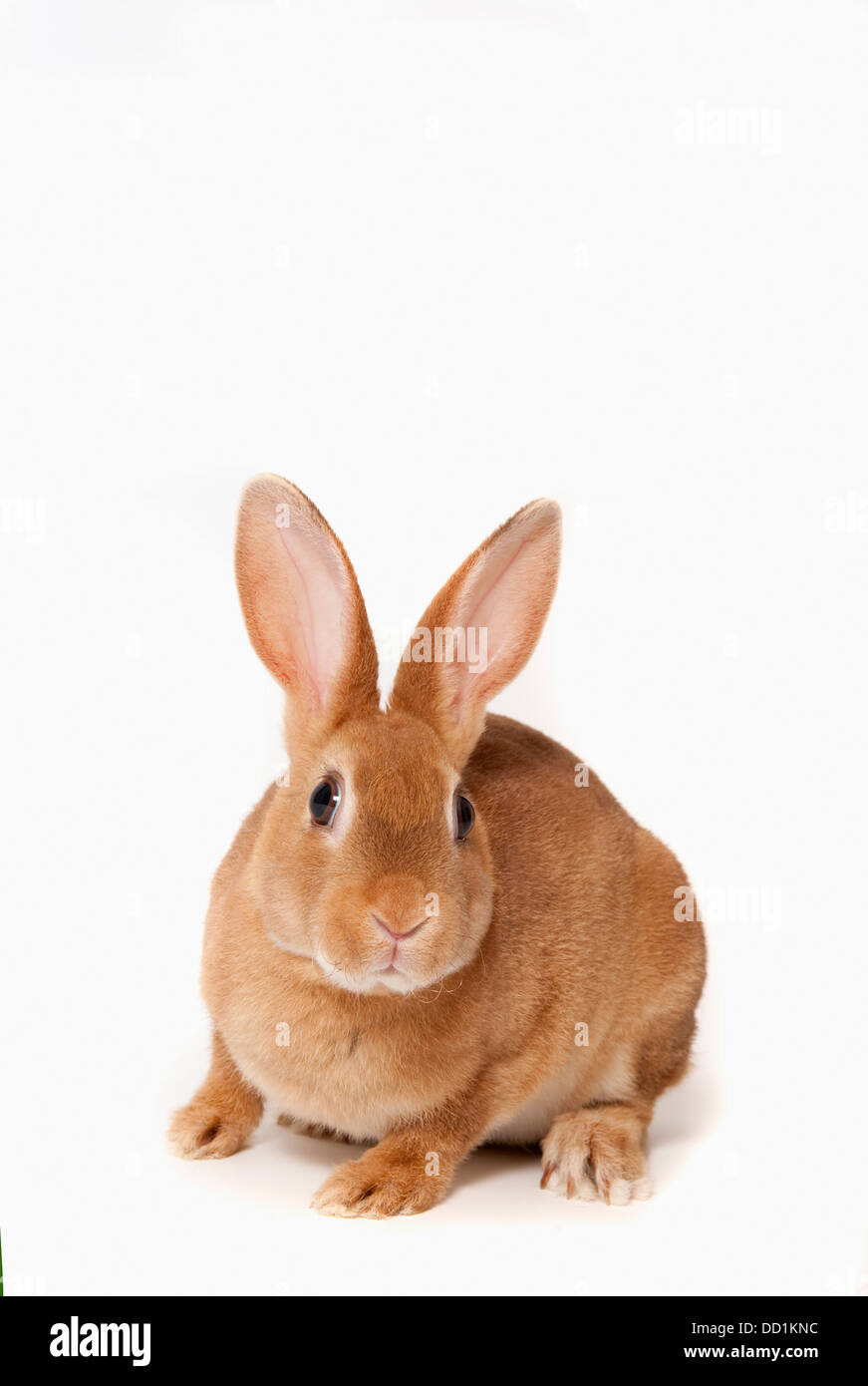 Rex cross, Domestic Rabbit, UK Stock Photo - Alamy