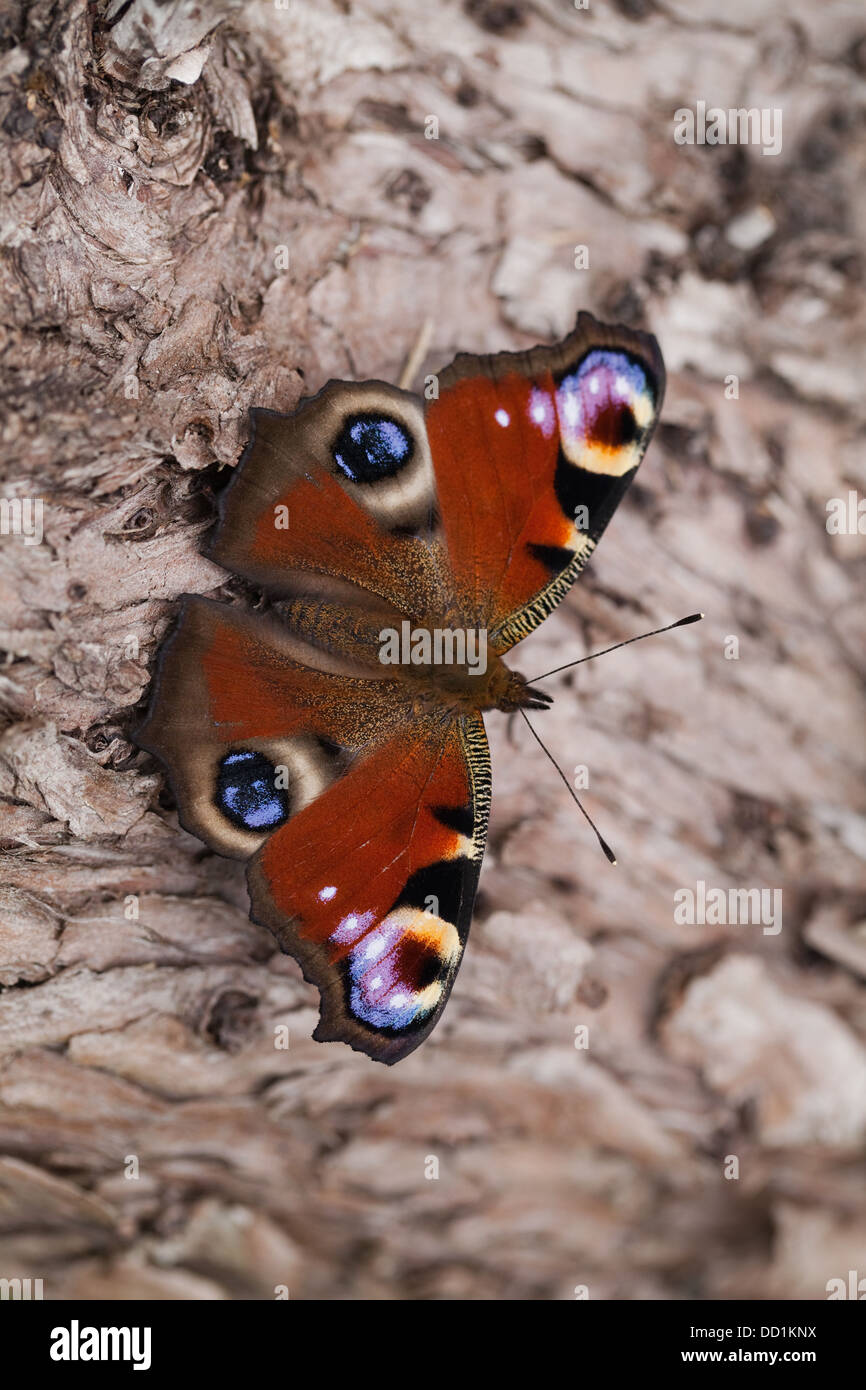 Peacock Butterfly (Inachis io). Recently emerged from pupae stage ...
