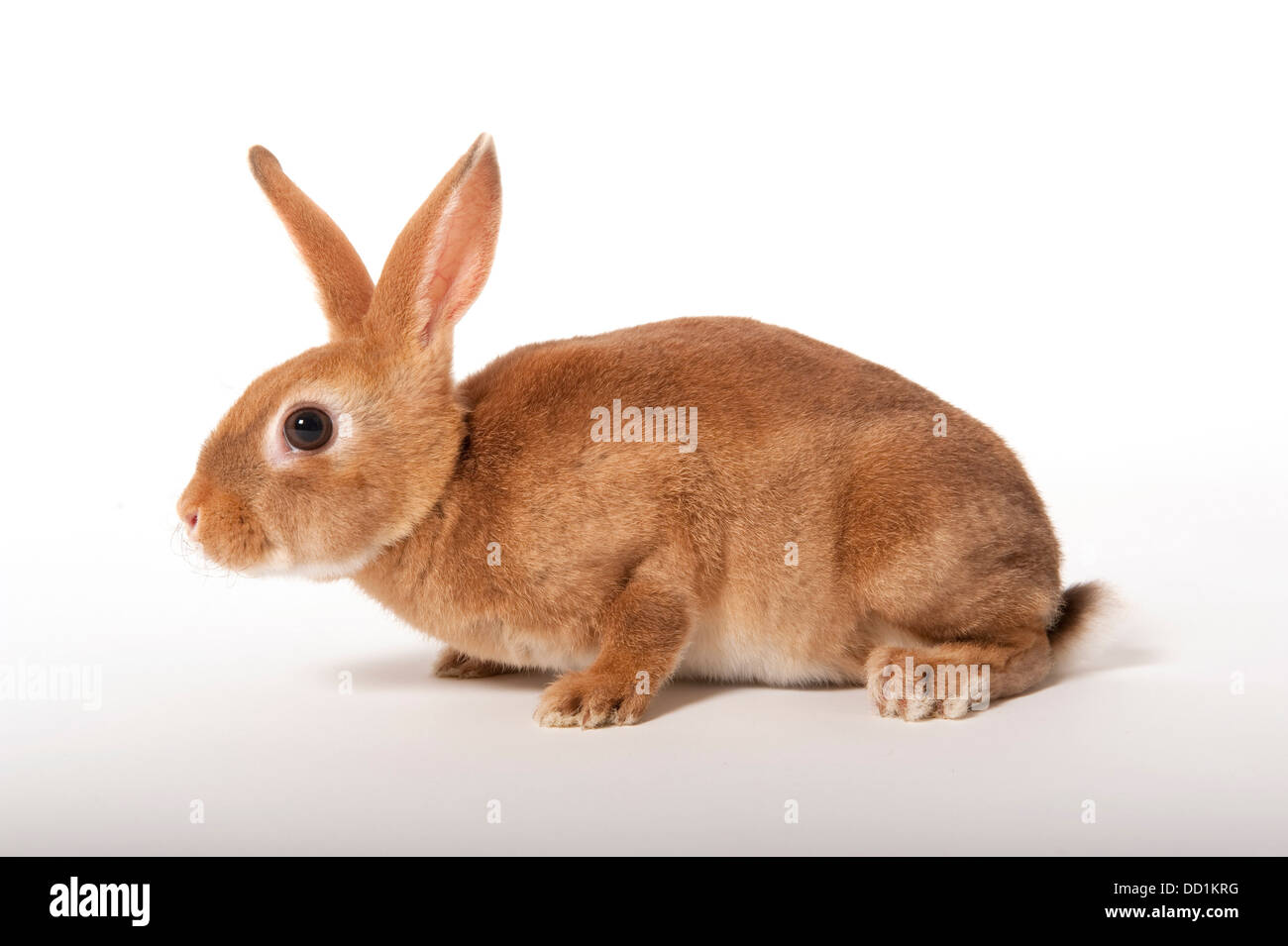 Rex cross, Domestic Rabbit, UK Stock Photo - Alamy
