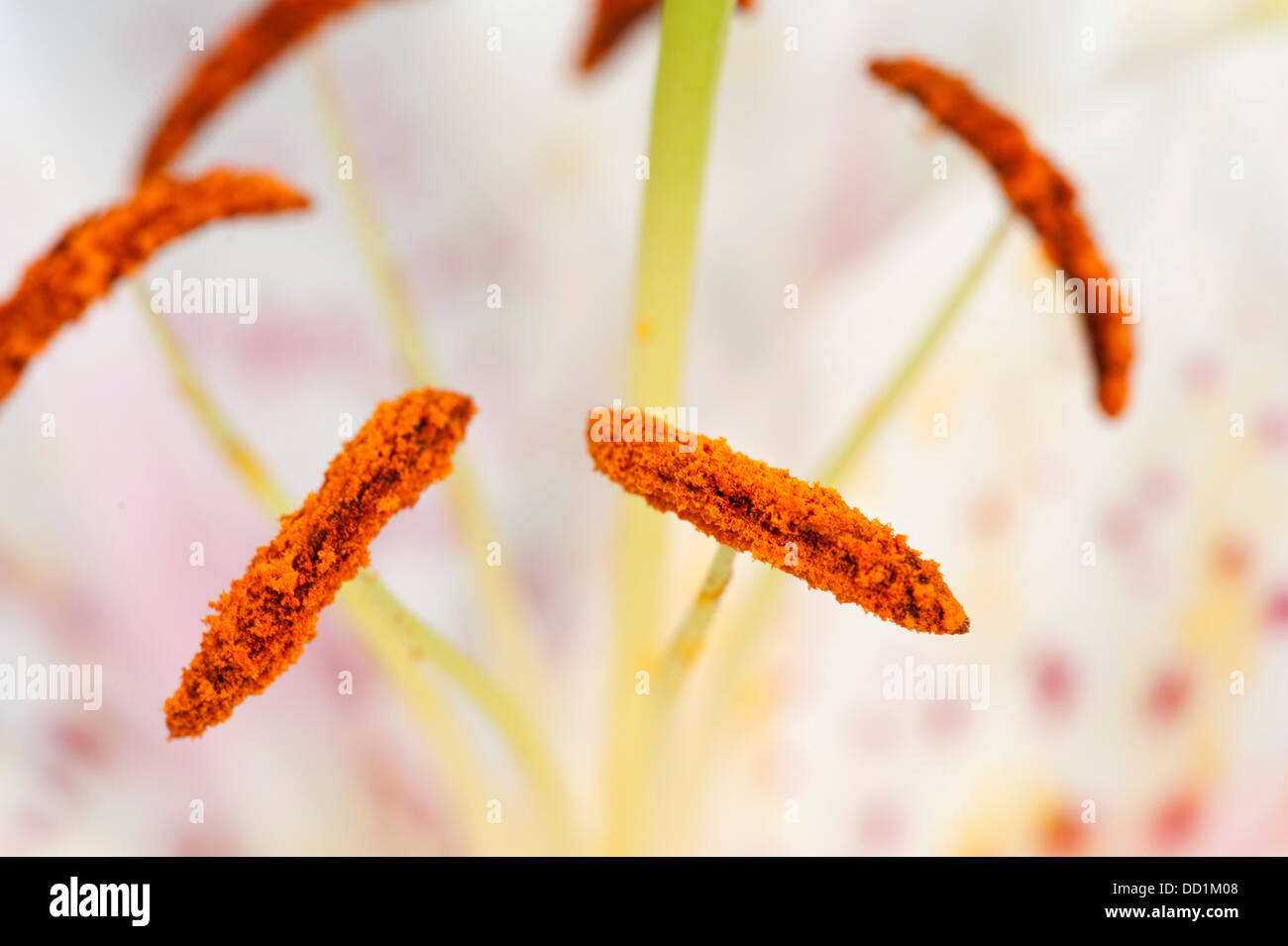 Close up of Lily Flower, Stamens & Pollen, Garden, UK Stock Photo - Alamy