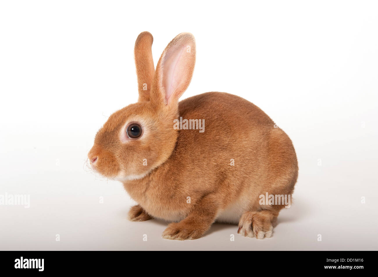Rex cross, Domestic Rabbit, UK Stock Photo - Alamy
