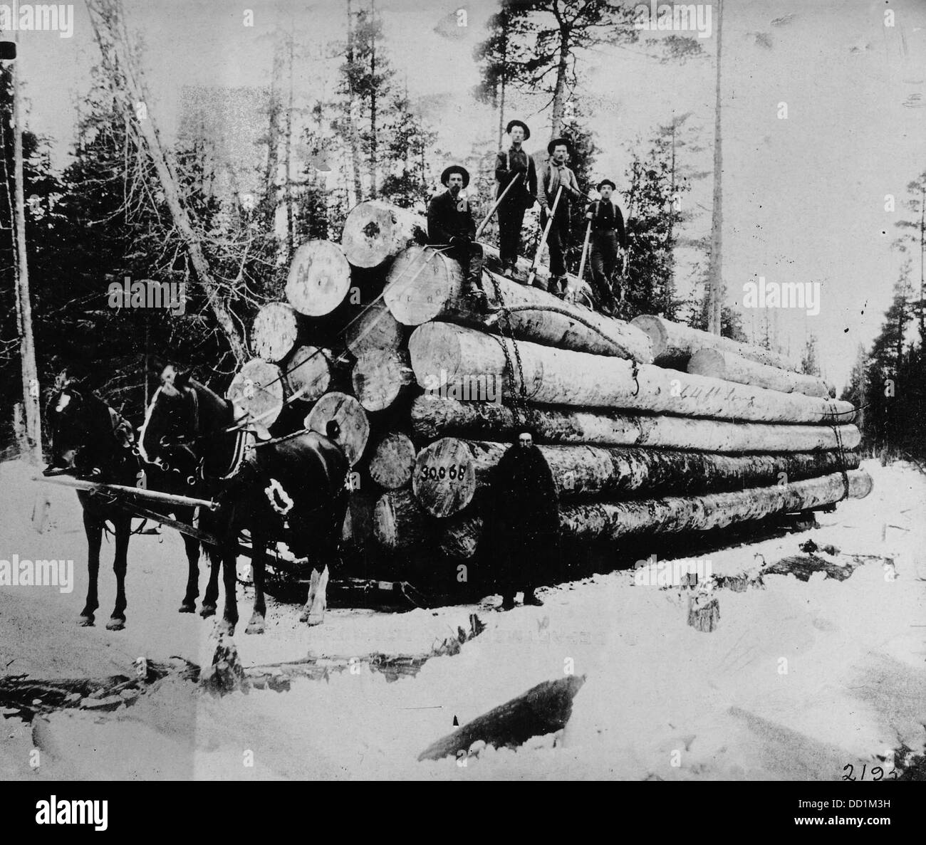 This image shows a load of white pine logs being transported on a sled ...