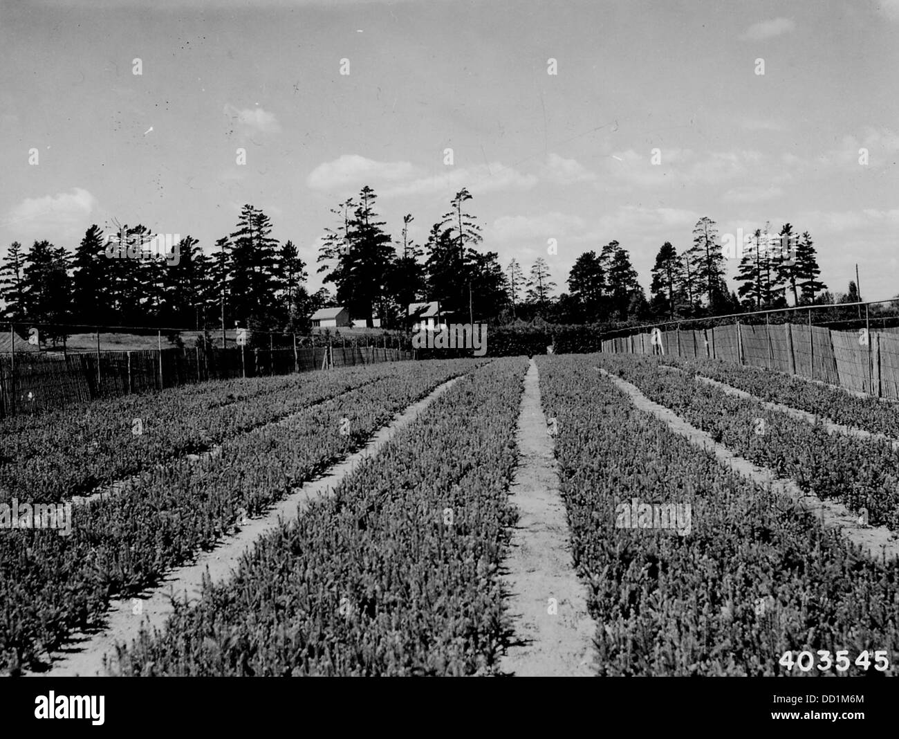 Replanting tree Black and White Stock Photos & Images - Alamy