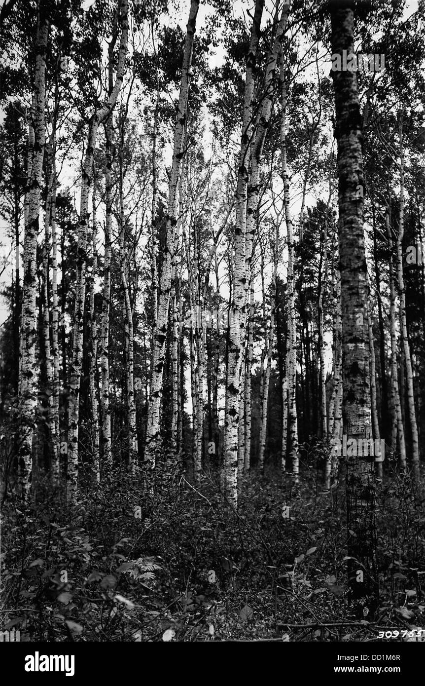 Aspen grouping hi-res stock photography and images - Alamy