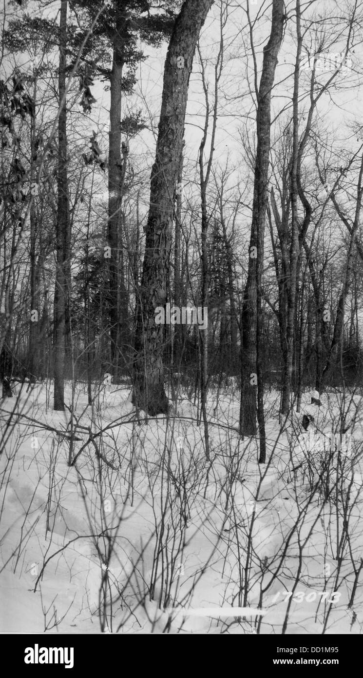 Pine tree reproduction Black and White Stock Photos & Images - Alamy