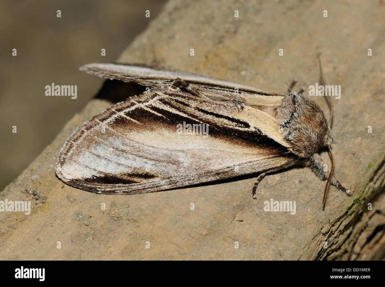 Swallow Prominent Moth - Pheosia tremula At rest Stock Photo - Alamy