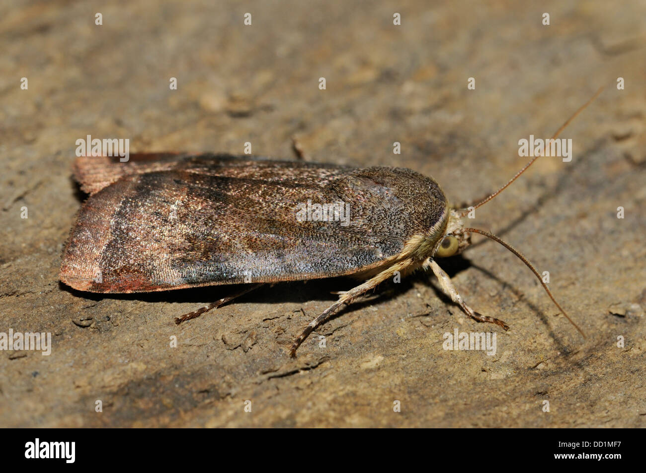 Lesser Broad-bordered Yellow Underwing Moth - Noctua janthe Stock Photo ...