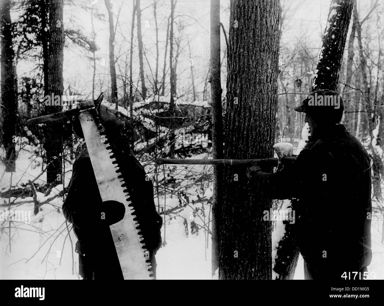 A saw crew working together, likely during a forestry operation or ...