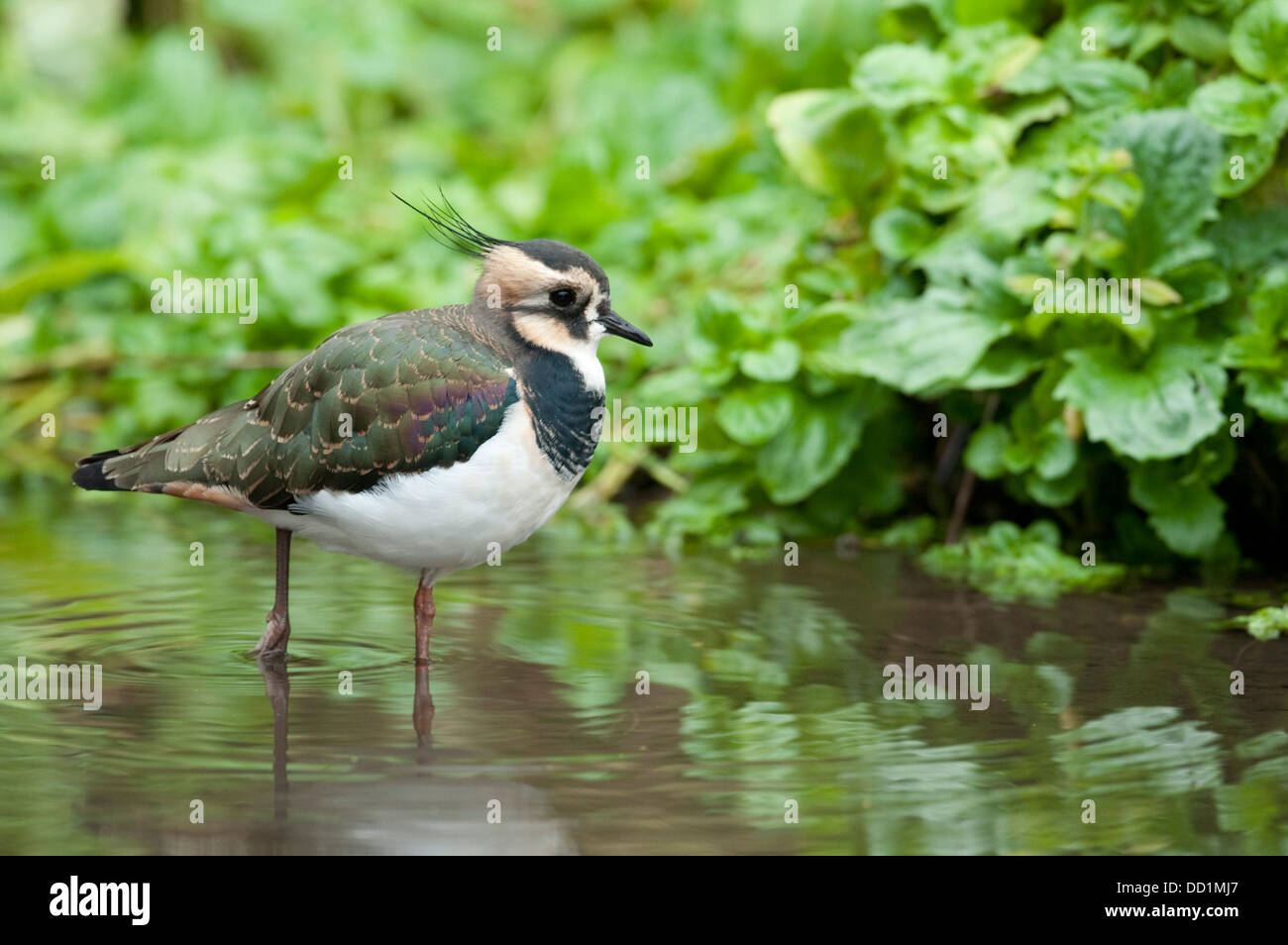 Northern Lapwing Vanellus vanellus Lincolnshire UK Stock Photo - Alamy