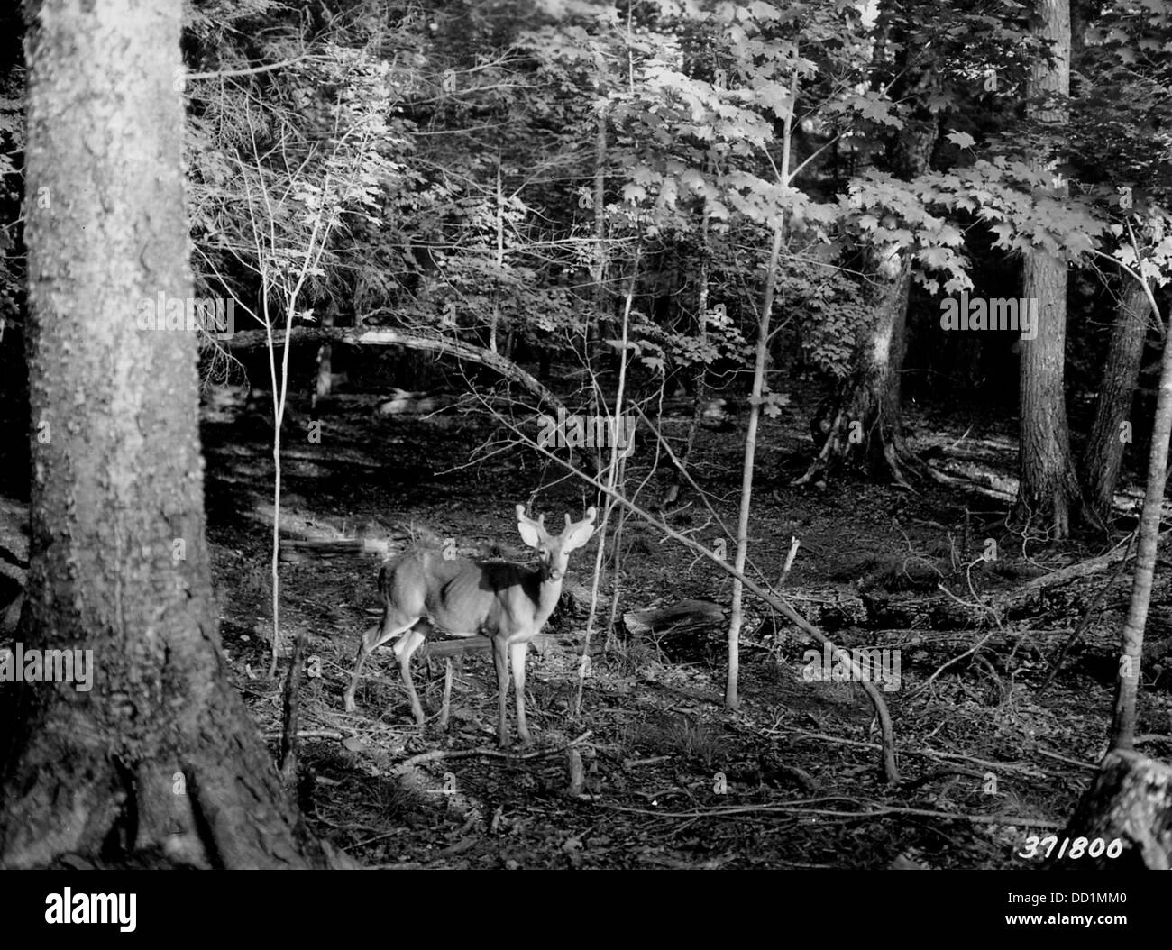 Make a buck hi-res stock photography and images - Alamy