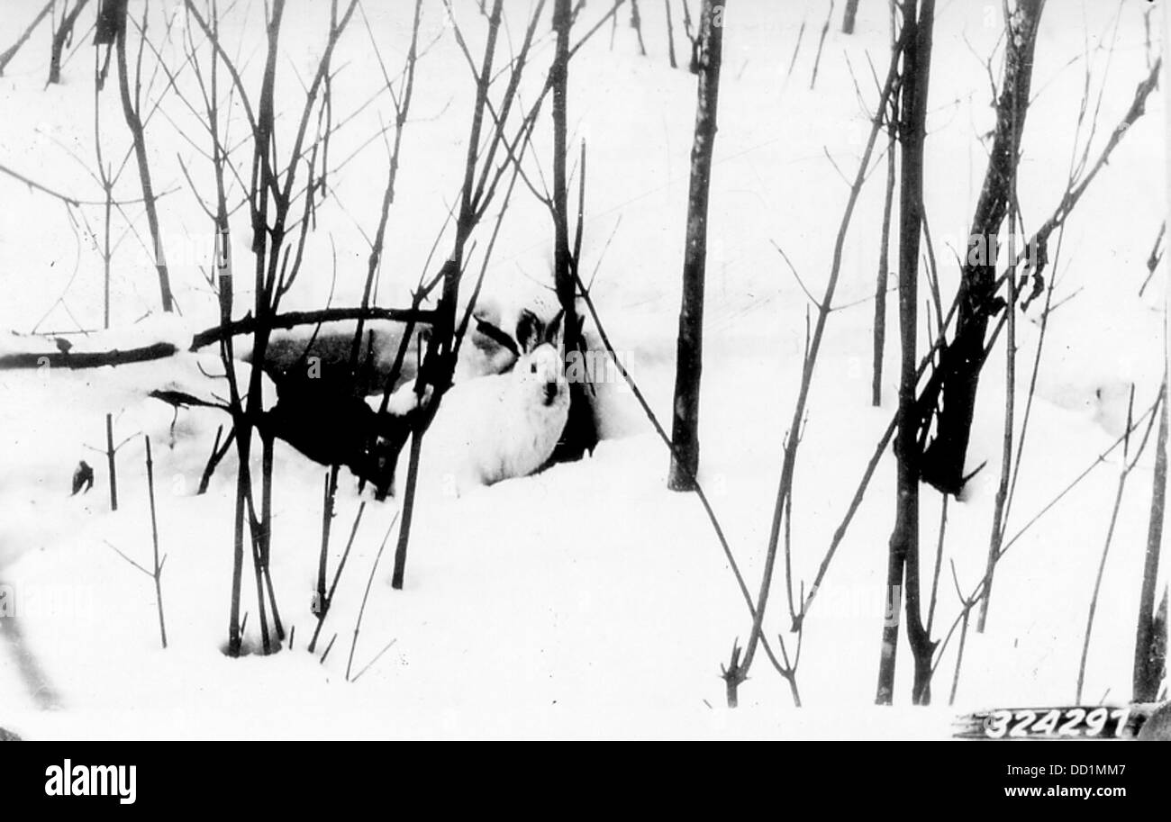 A snowshoe rabbit, known for its large feet that help it navigate snowy ...