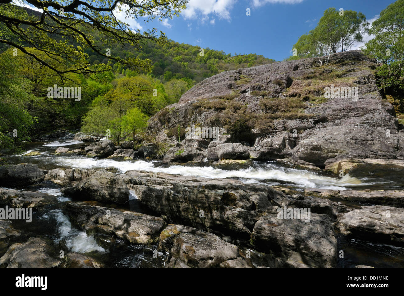Tywi forest hi-res stock photography and images - Alamy