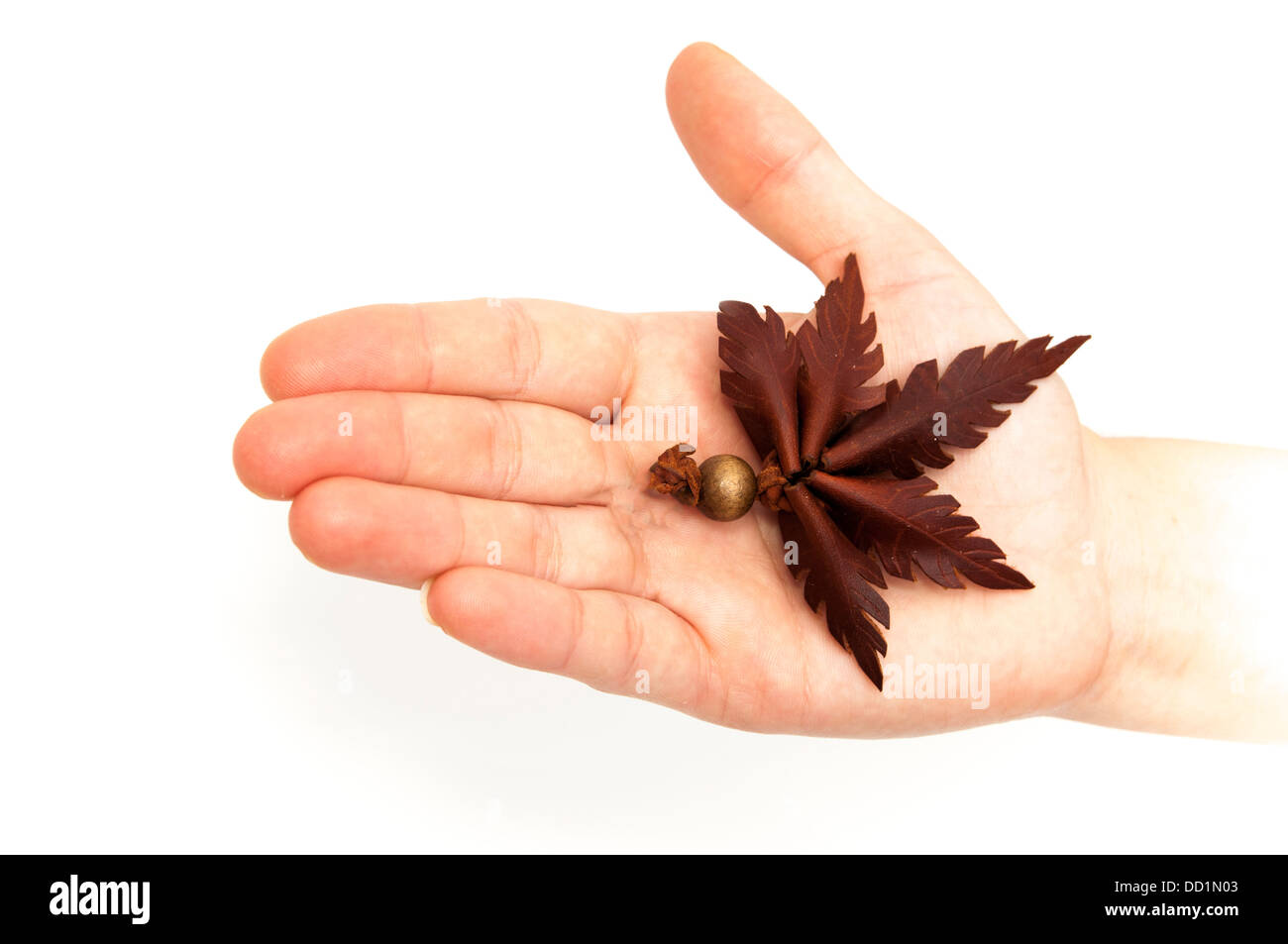 hand with a marijuana leaf on a white background Stock Photo - Alamy