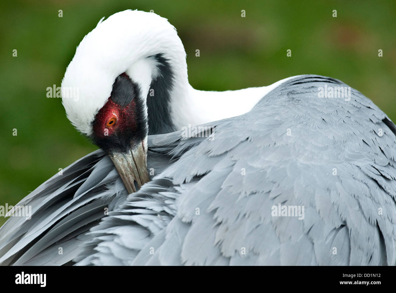 Sandhill crane preening hi-res stock photography and images - Alamy