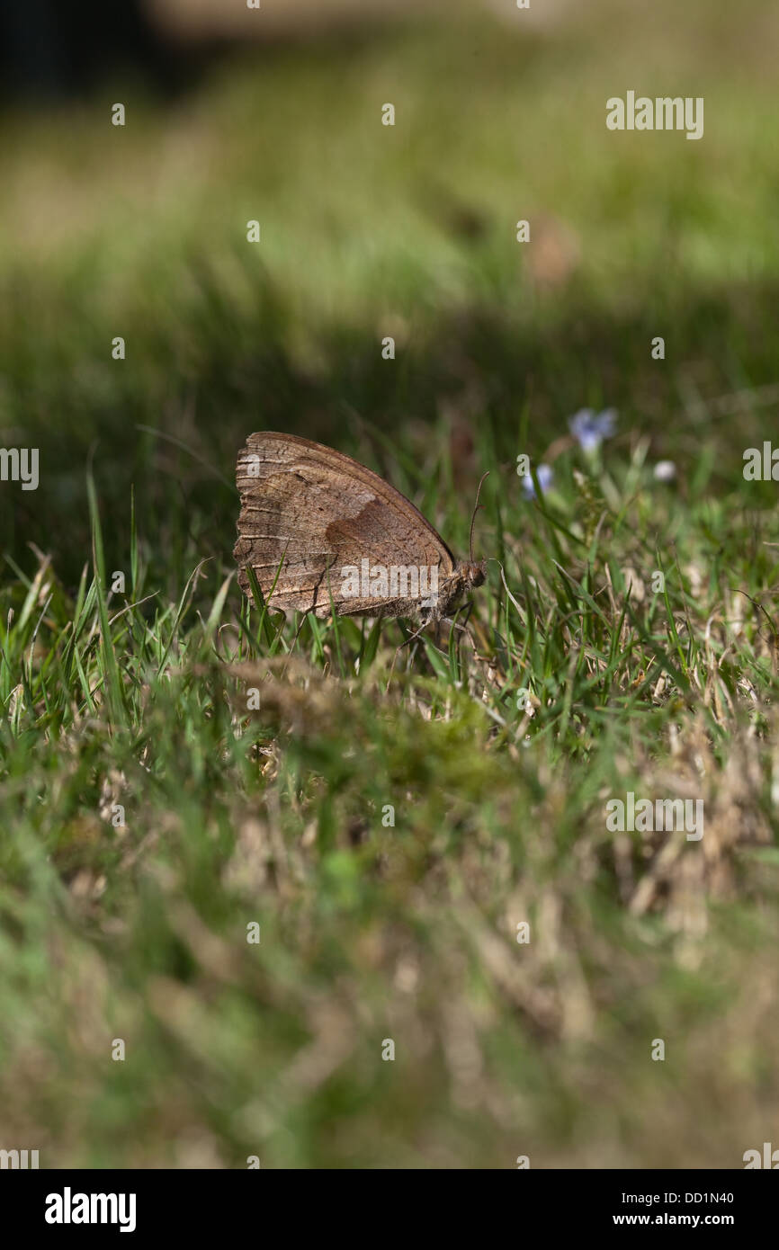 Meadow Brown Butterfly (Maniola jurtina). Insect resting on a garden ...