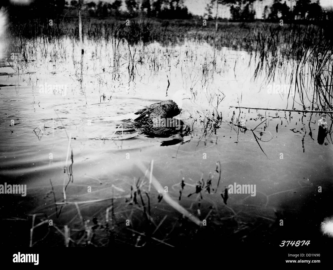 A striking photograph of a bald eagle swimming in water, showcasing the ...