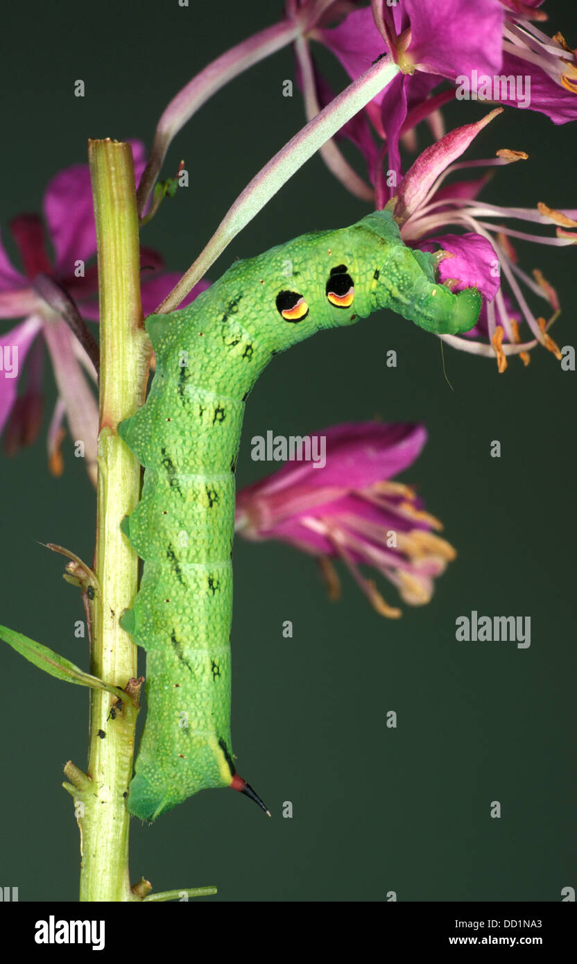 Elephant Hawk Moth,Deilephila elpenor, UK Stock Photo - Alamy