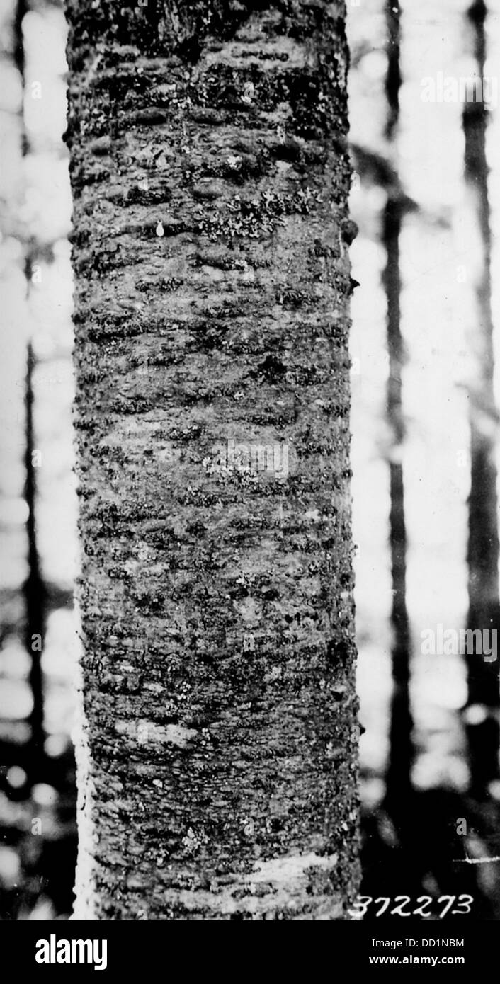 Balsam tree bark is a natural material with various uses in crafts and ...