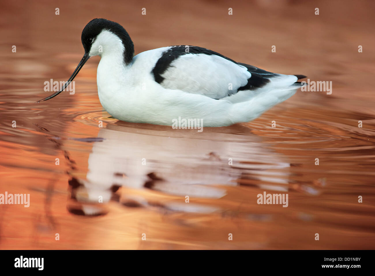 Avocet Recurvirostra avosetta Lincolnshire UK Stock Photo - Alamy
