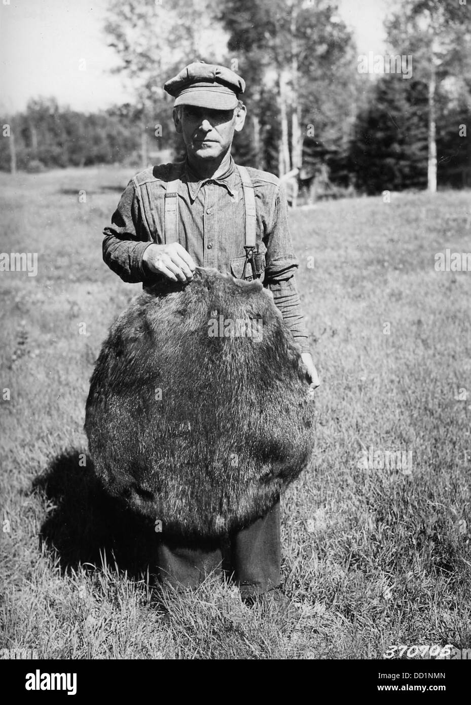 Beaver pelts native american hi-res stock photography and images - Alamy