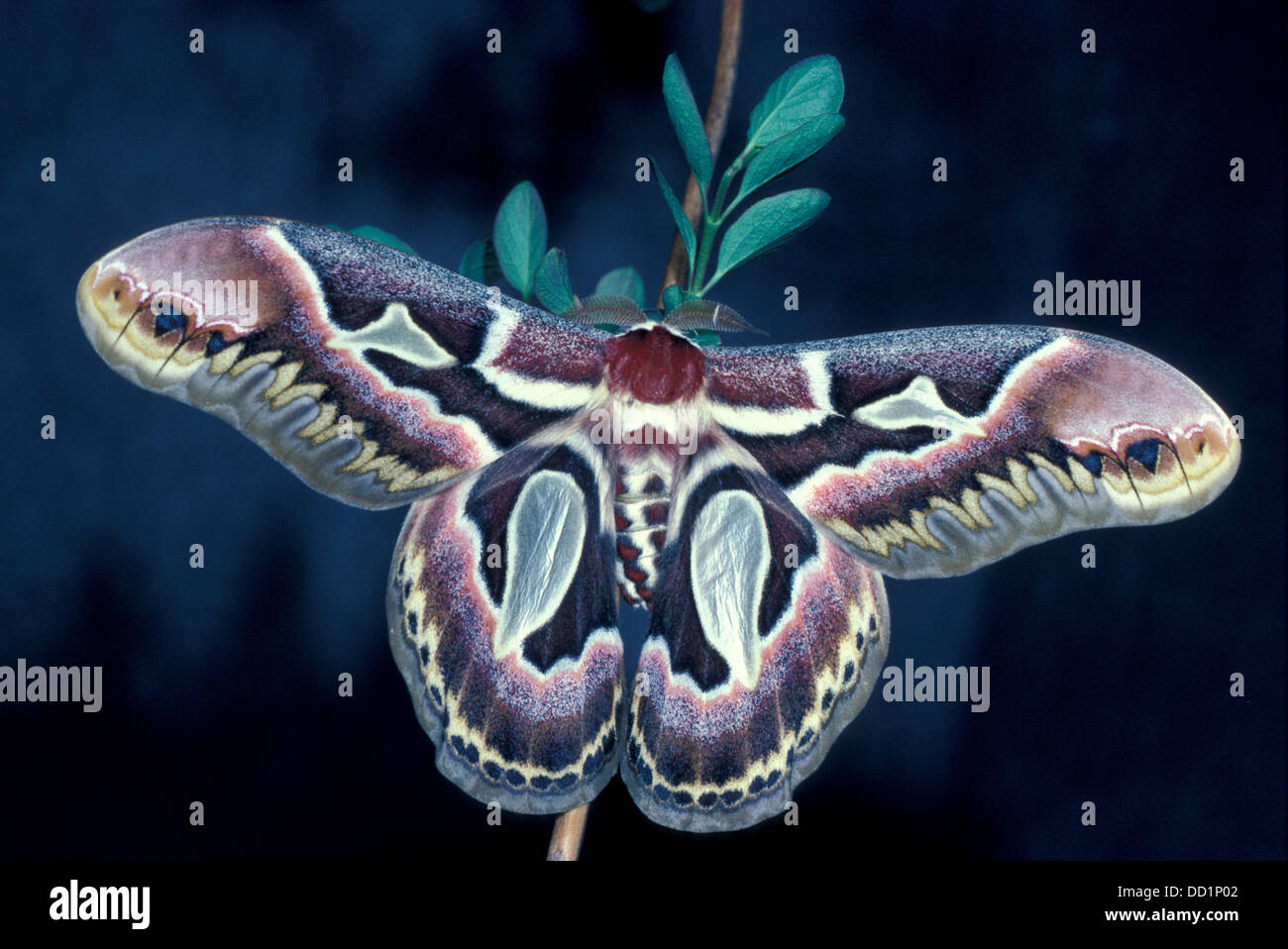 Rothschildia moth hi-res stock photography and images - Alamy