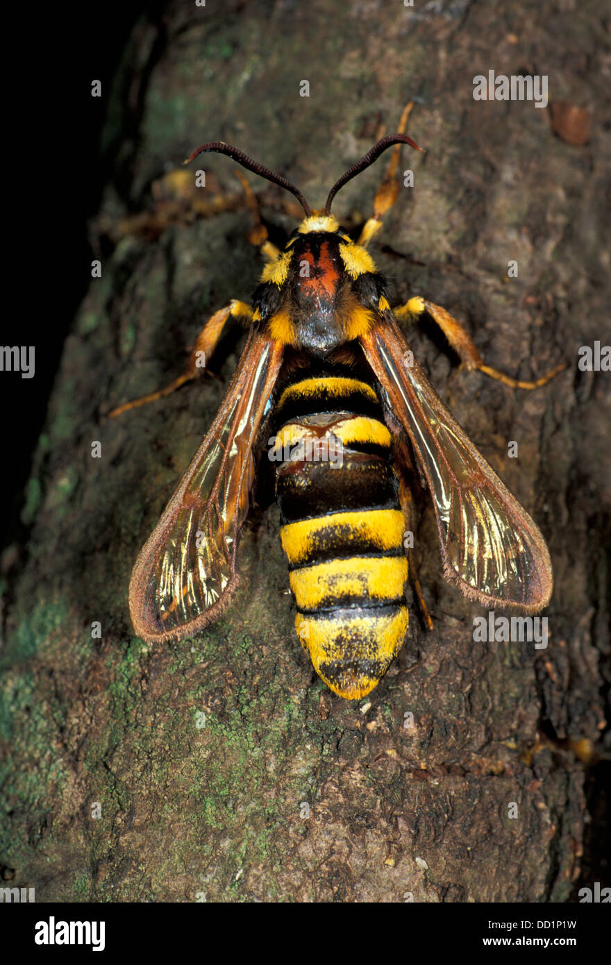 Hornet Moth, Sesia apiformis, UK Stock Photo - Alamy