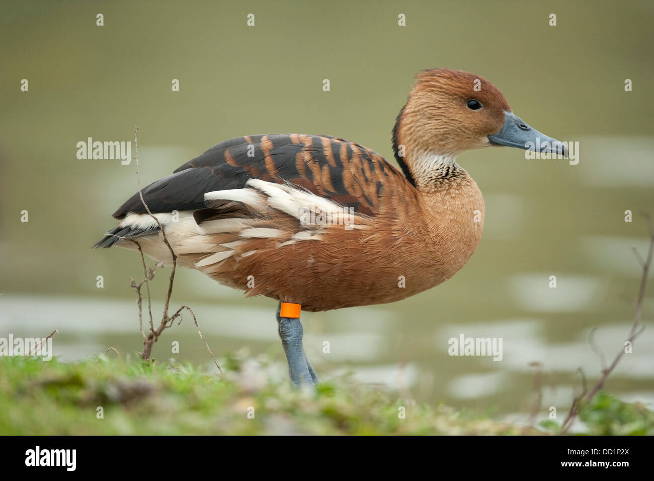 Fulvous Whistling Duck Dendrocygna bicolor UK Stock Photo - Alamy
